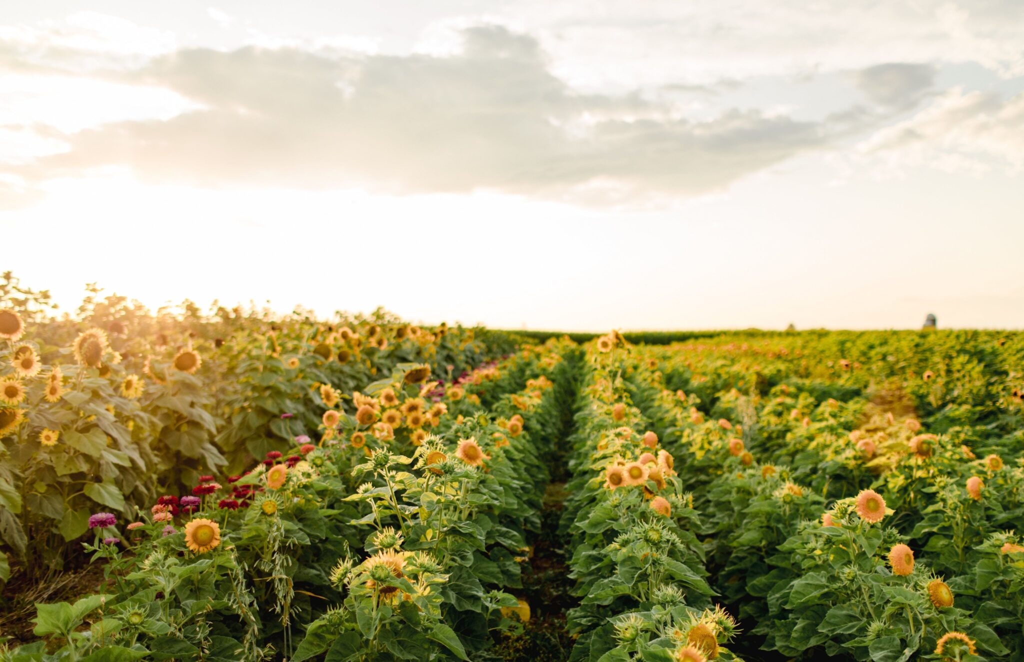 Family Farm Days - The Farmstead At Oregon Dairy